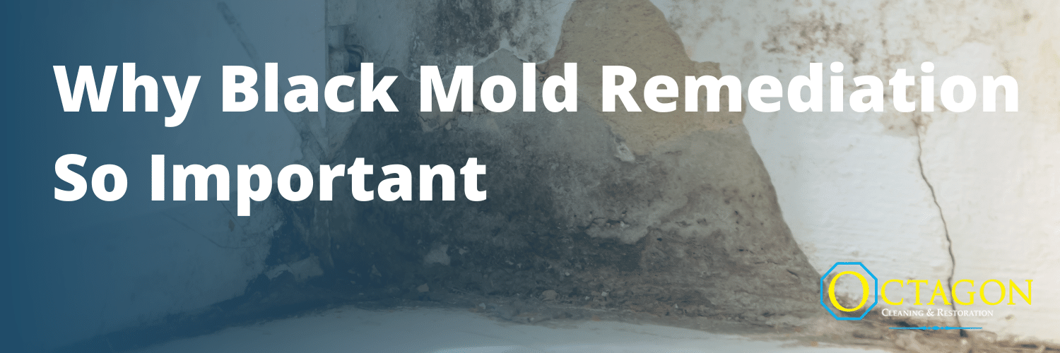 The Key to Black Mold Remediation and Prevention